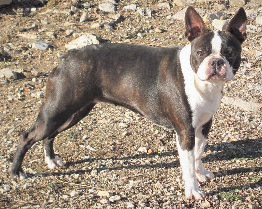 Accueil - Elevage des lavandes de la Sainte Victoire - eleveur de chiens Boston Terrier